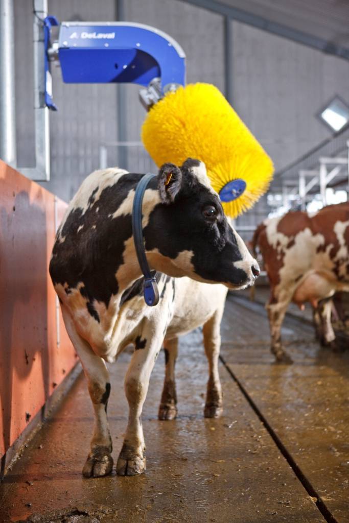 cow brushes ready stock in Bangladesh low price bd