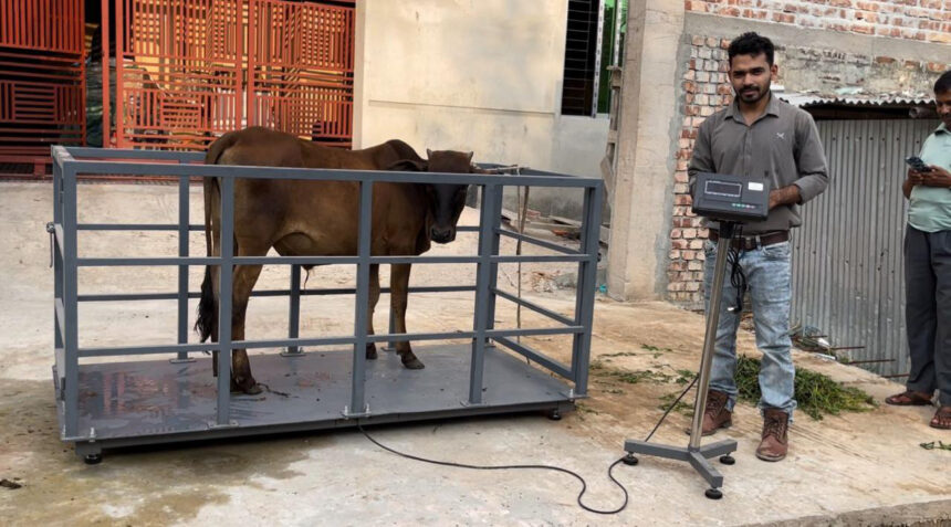 Animal Weight Scale Cow Weight Scale 2000KG sell in bd